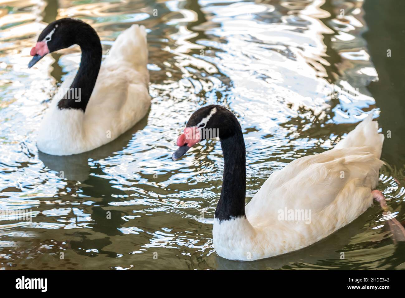 Hemker park zoo hi-res stock photography and images - Alamy
