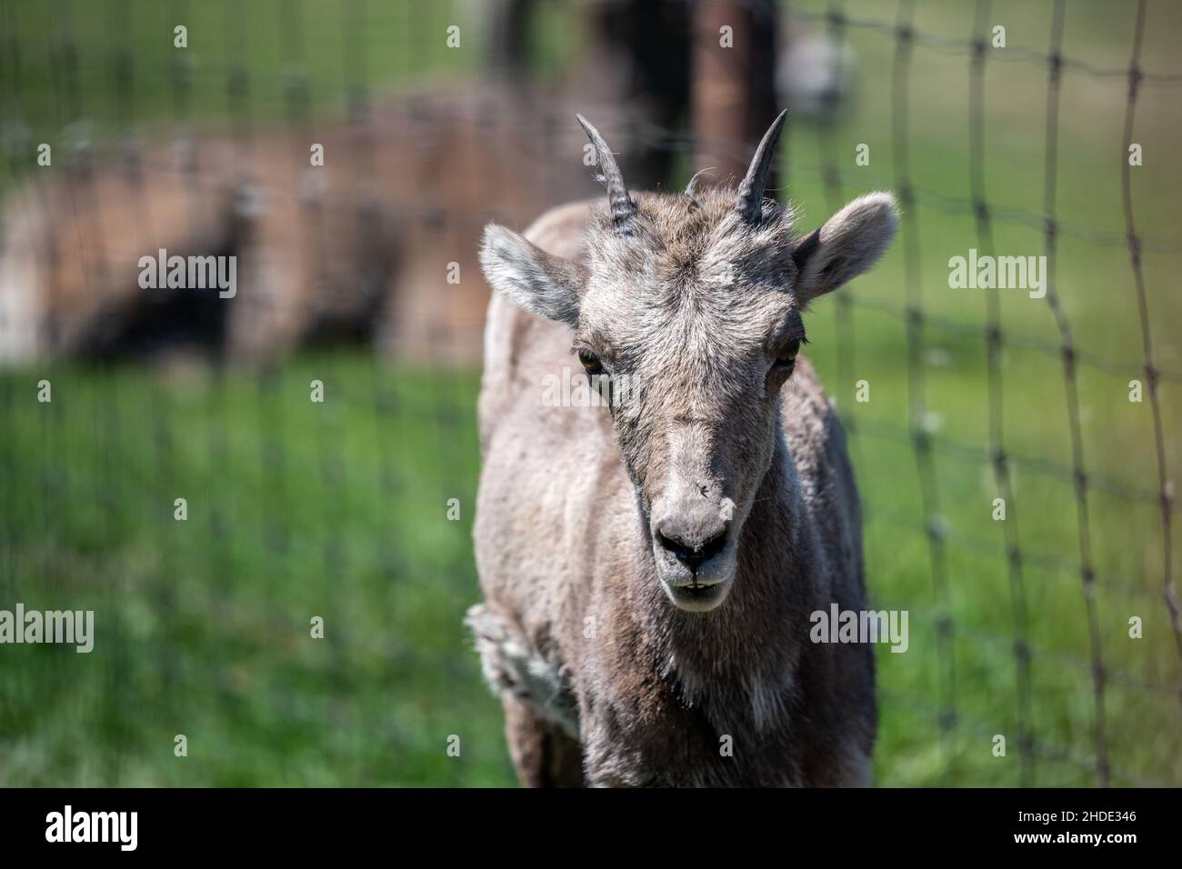 A domestic goat in Hemker Park Zoo, Minnesota Stock Photo - Alamy
