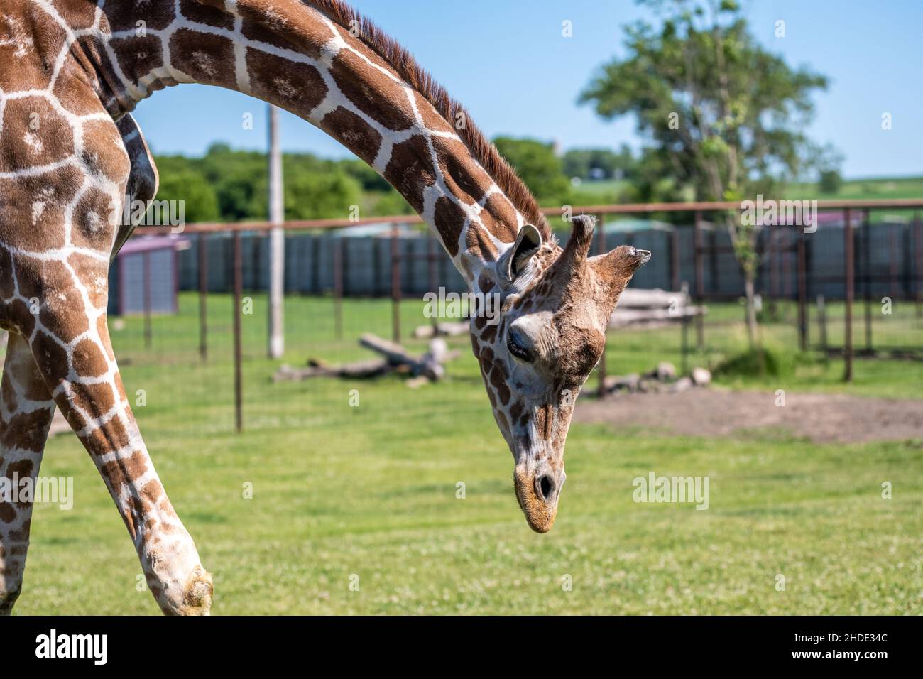 A long slender giraffe in Hemker Park Zoo, Minnesota Stock Photo - Alamy