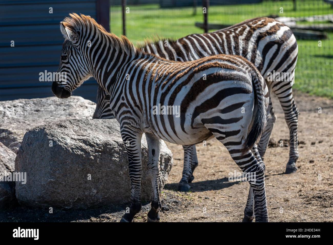 Hemker park zoo hi-res stock photography and images - Alamy