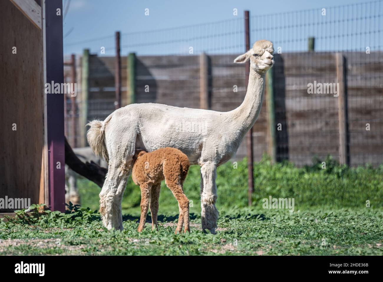 A Llama in Hemker Park Zoo, Minnesota Stock Photo - Alamy