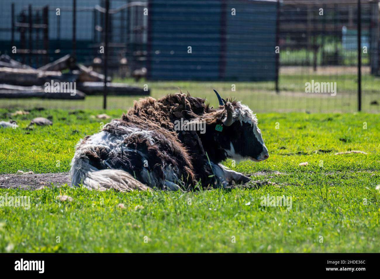 A Muskox in Hemker Park Zoo, Minnesota Stock Photo - Alamy
