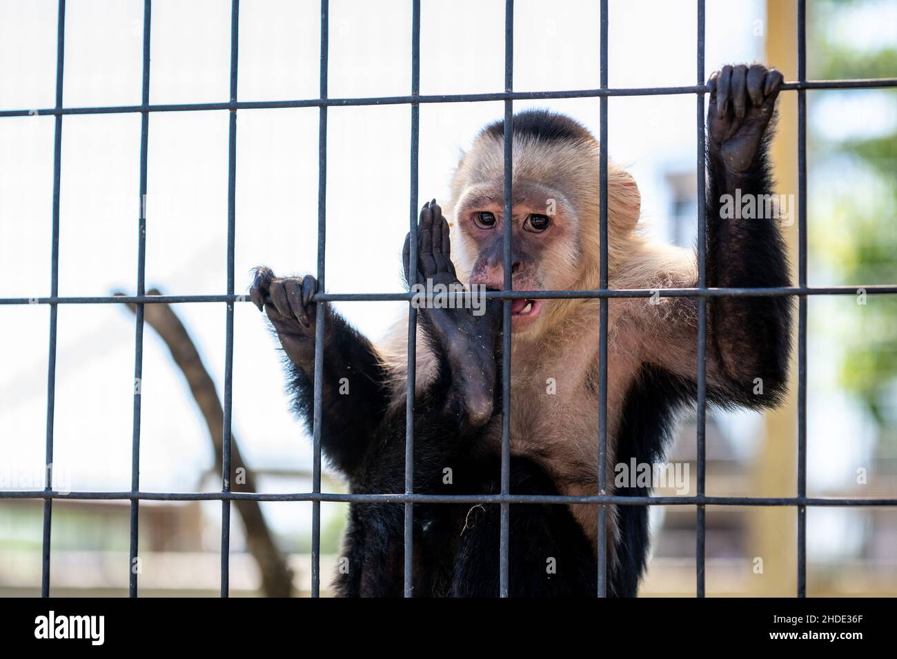 A Panamanian White Faced Capuchin in Hemker Park Zoo, Minnesota Stock ...