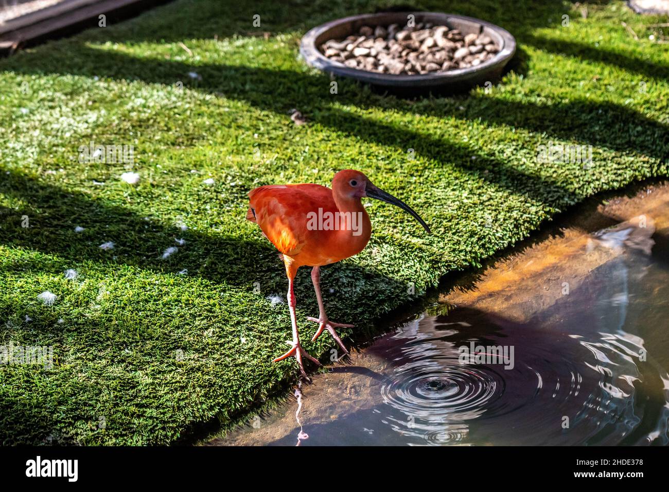 A Scarlet Ibis in Hemker Park Zoo, Minnesota Stock Photo - Alamy