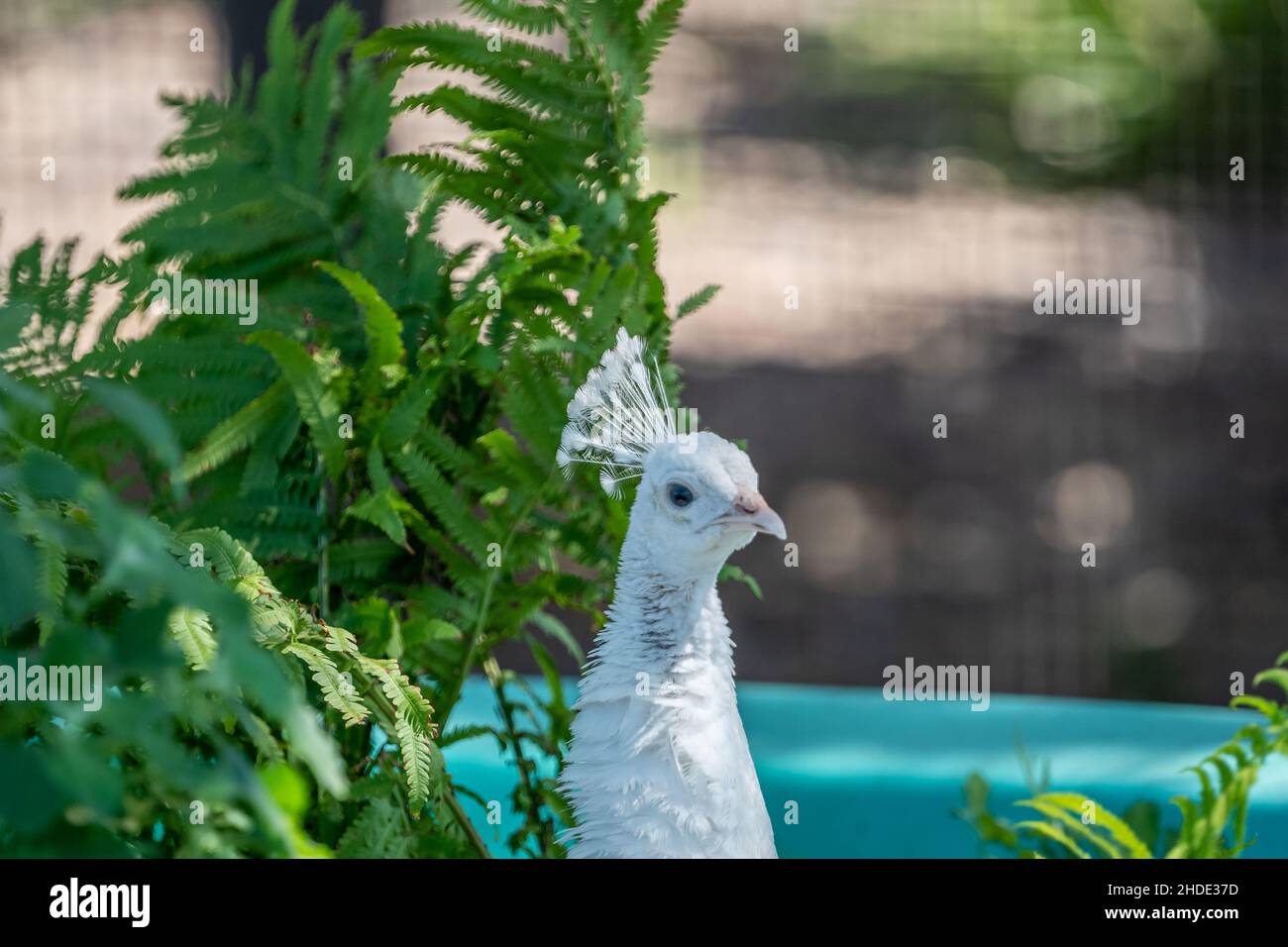A White Peacock in Hemker Park Zoo, Minnesota Stock Photo - Alamy