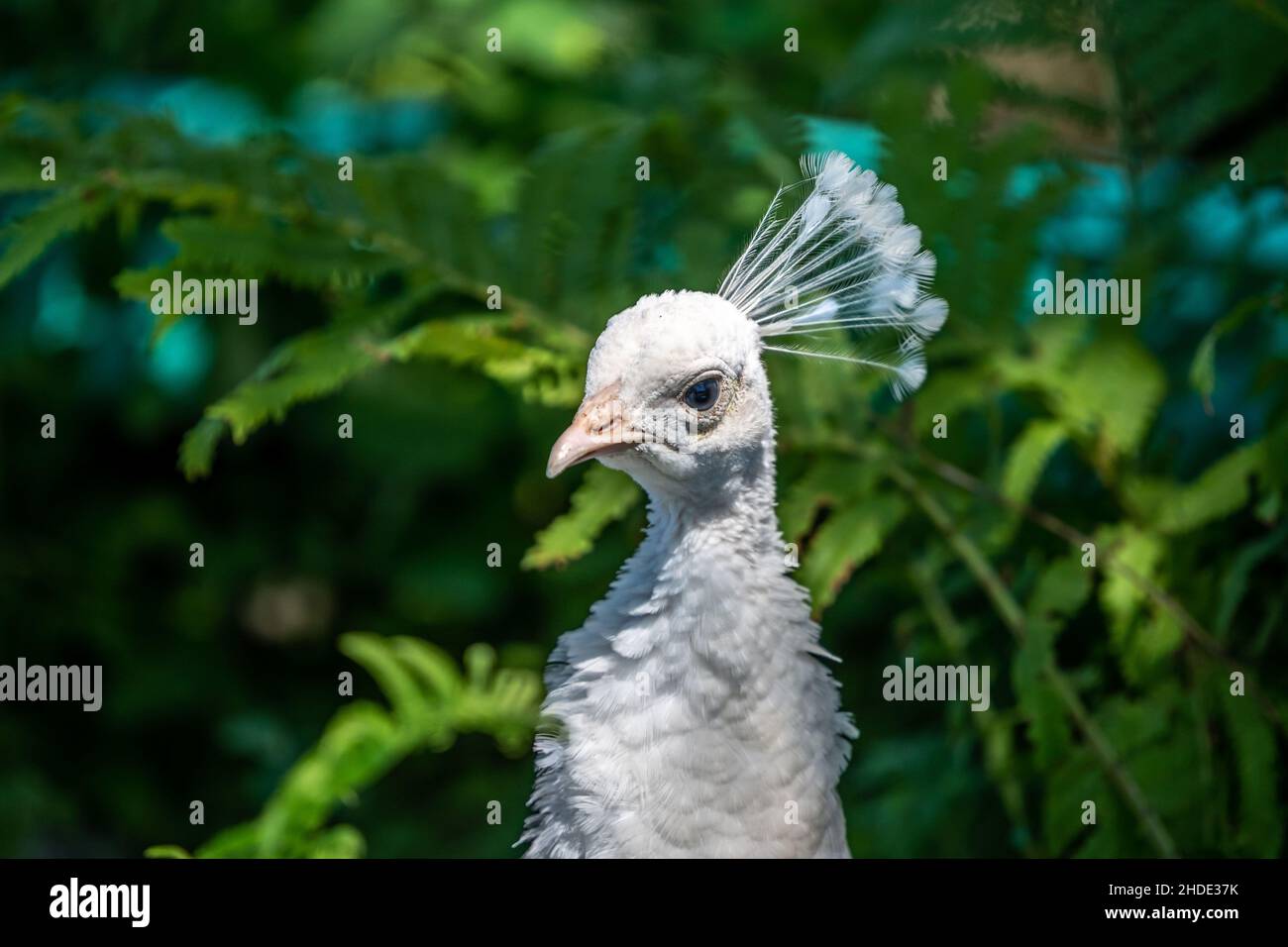 A White Peacock in Hemker Park Zoo, Minnesota Stock Photo - Alamy