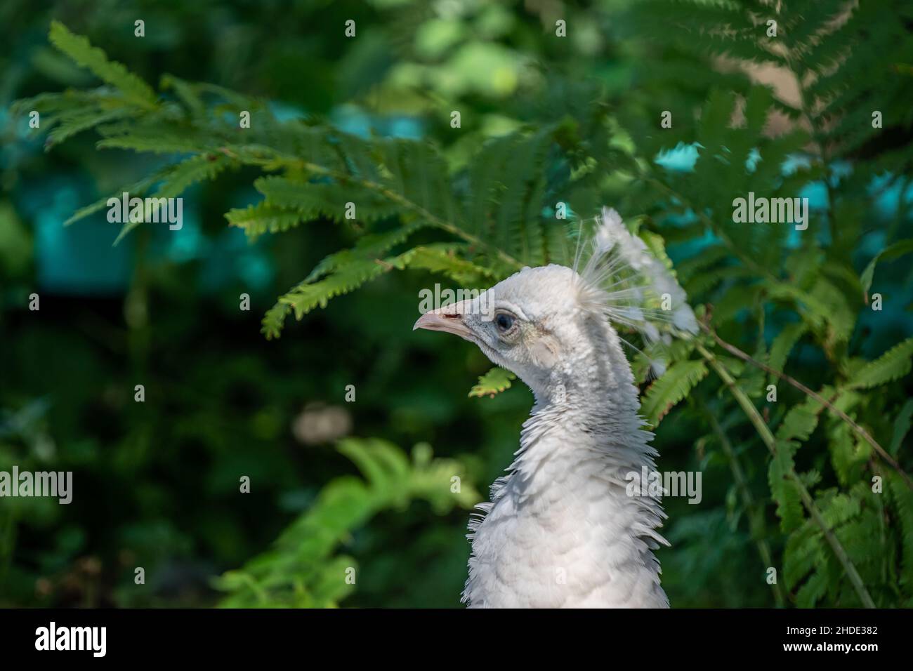 A White Peacock in Hemker Park Zoo, Minnesota Stock Photo - Alamy