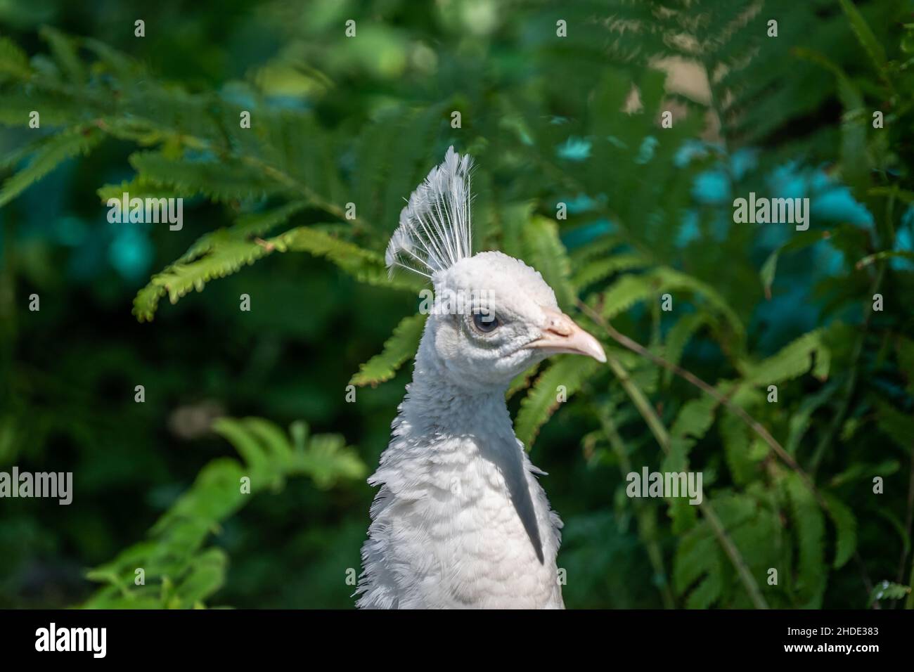 A White Peacock in Hemker Park Zoo, Minnesota Stock Photo - Alamy