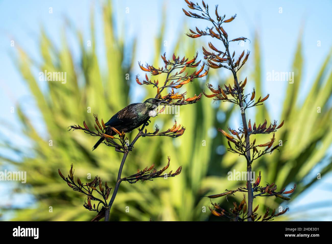 Tui high on flax flower against green flax leaves Stock Photo - Alamy