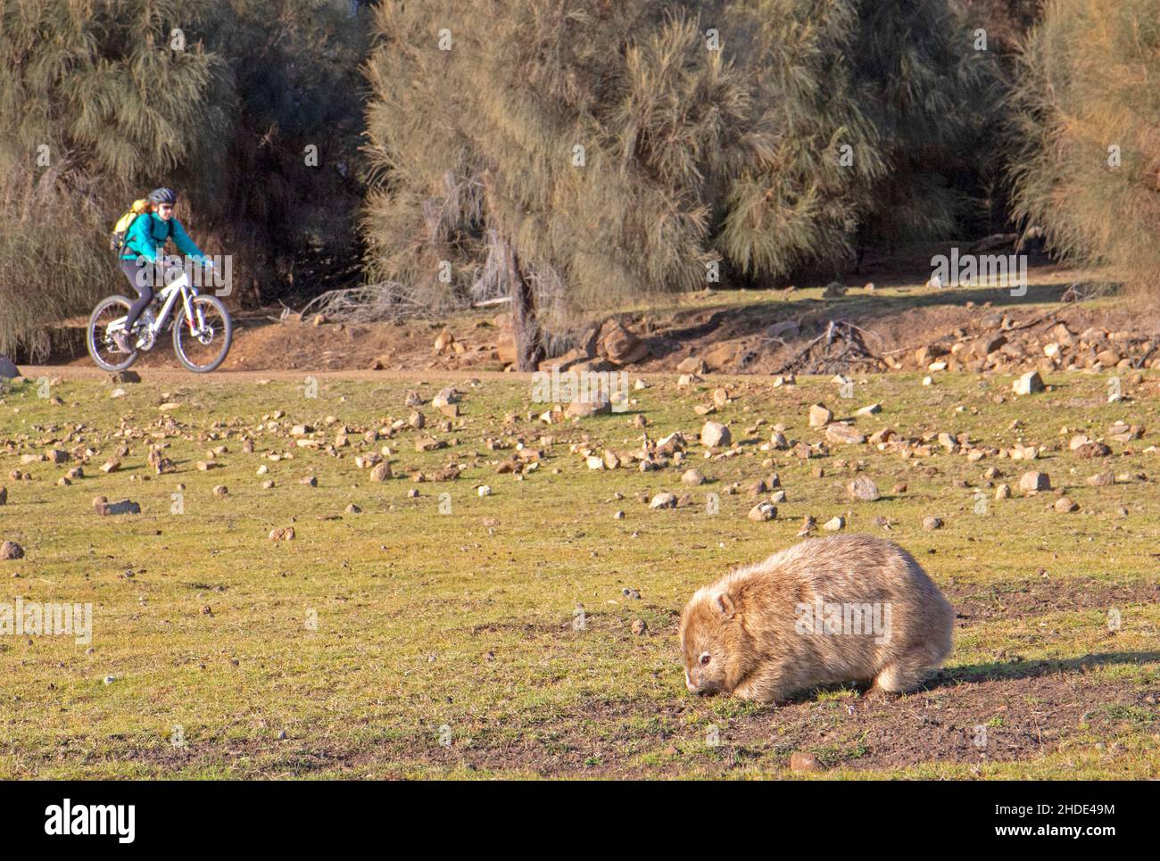 Cycling past a wombat on Maria Island Stock Photo - Alamy
