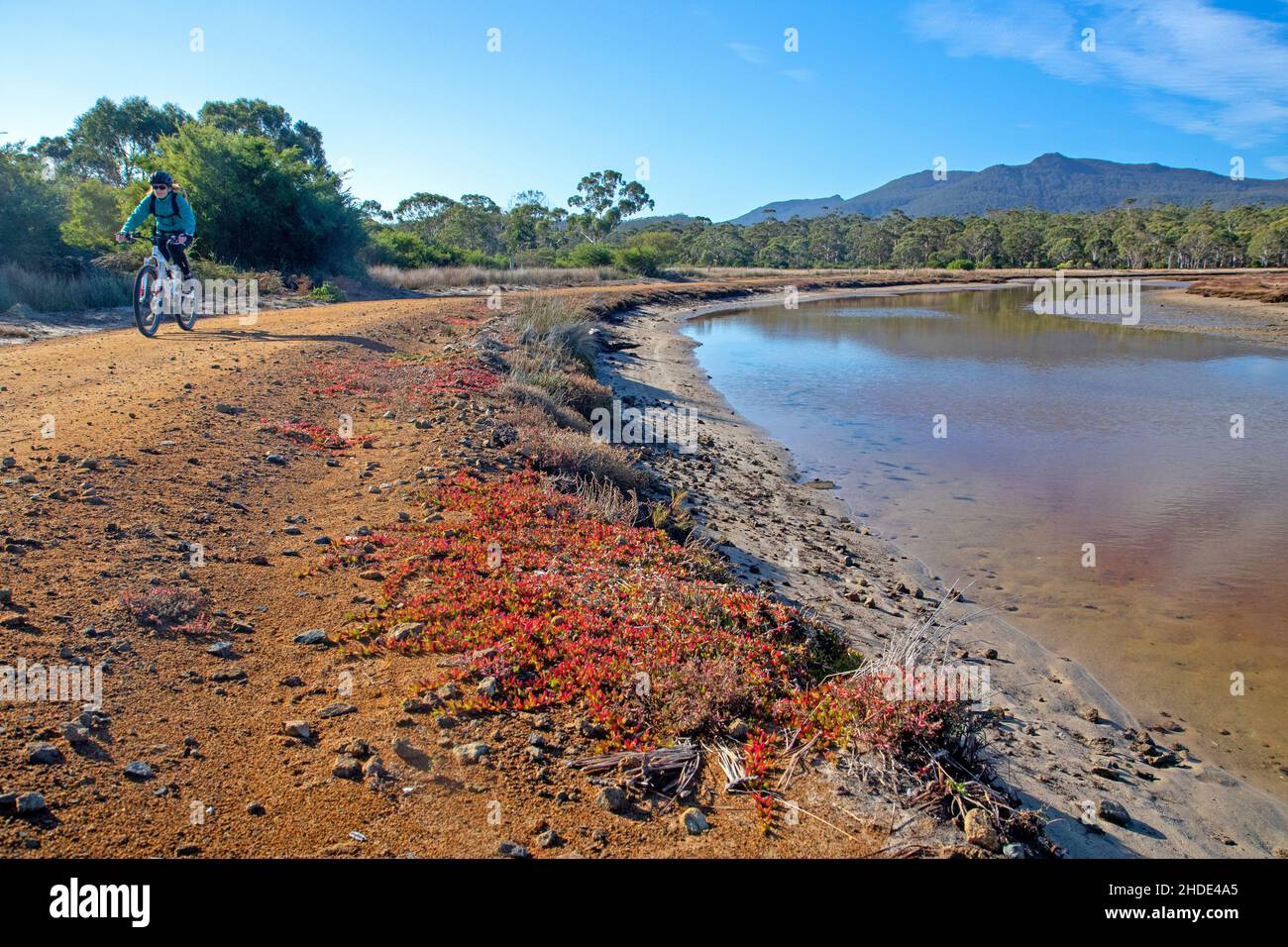 Cycling to Point Lesueur on Maria Island, with Mt Maria behind Stock ...
