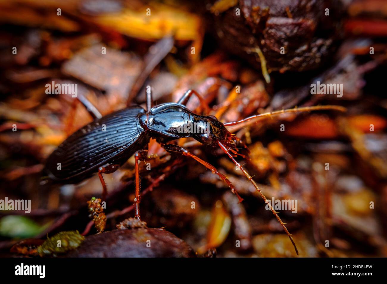Woodland ground beetle hi-res stock photography and images - Alamy
