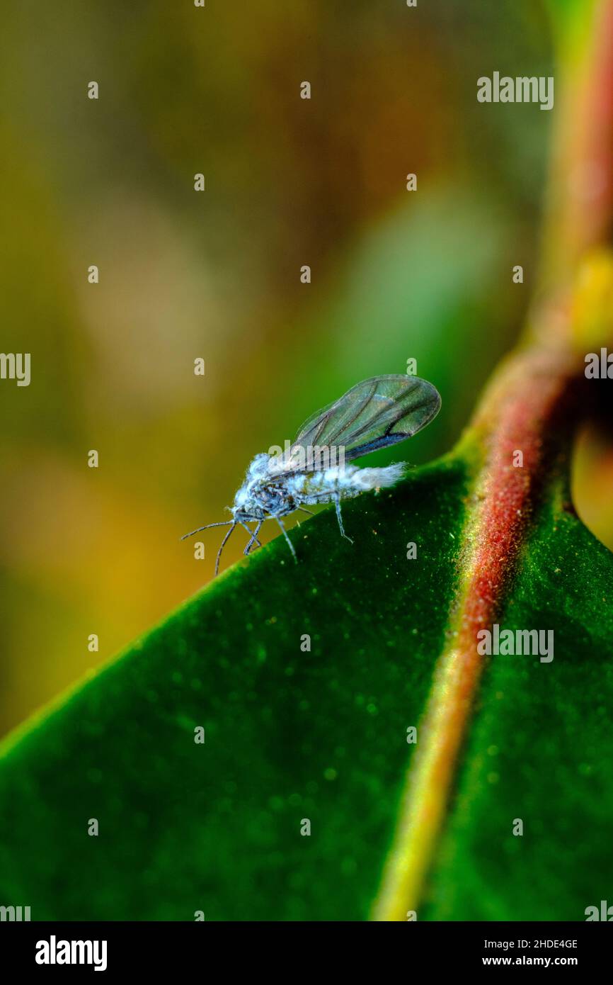 Woolly aphid hi-res stock photography and images - Alamy