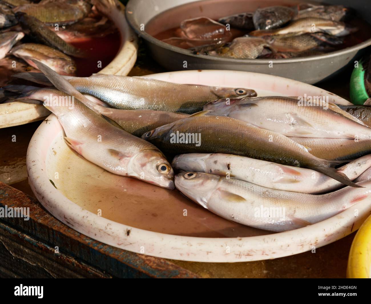 Milkfish in Indonesian traditional fish market. popular types of fish ...