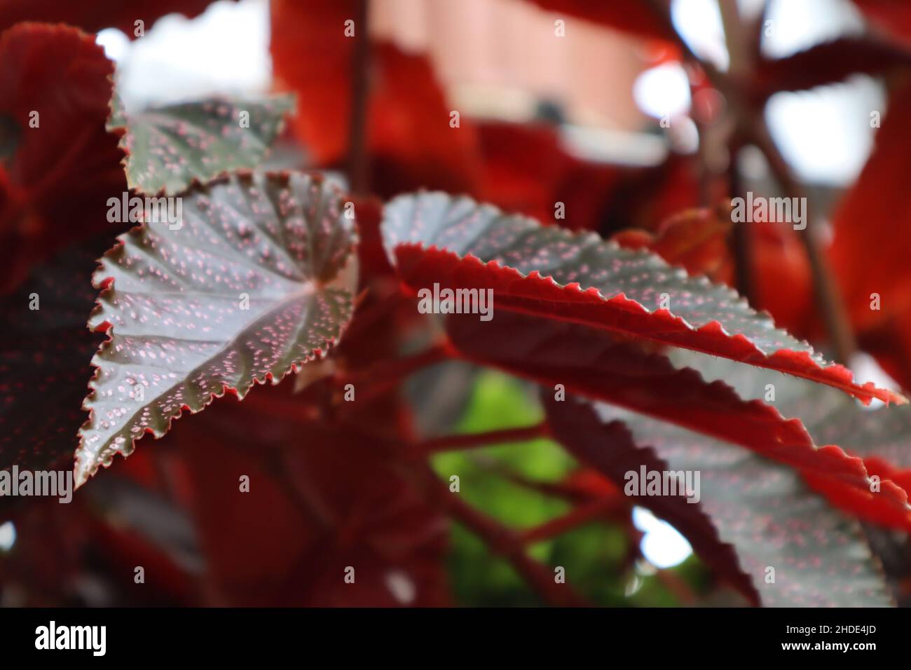 Wonderful plant with red maroon leaf in the garden in Indonesia Stock ...