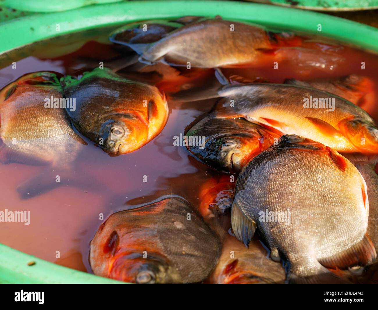 Silver pomfret fish hi-res stock photography and images - Alamy