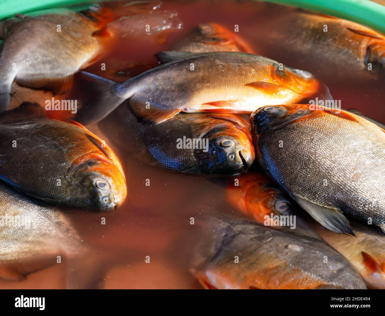 Silver pomfret fish hi-res stock photography and images - Alamy