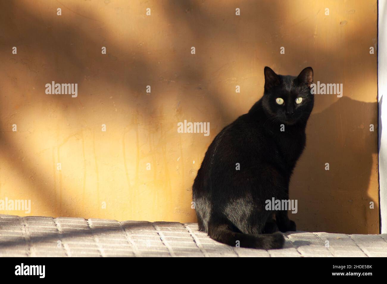 Animal copy hi-res stock photography and images - Alamy