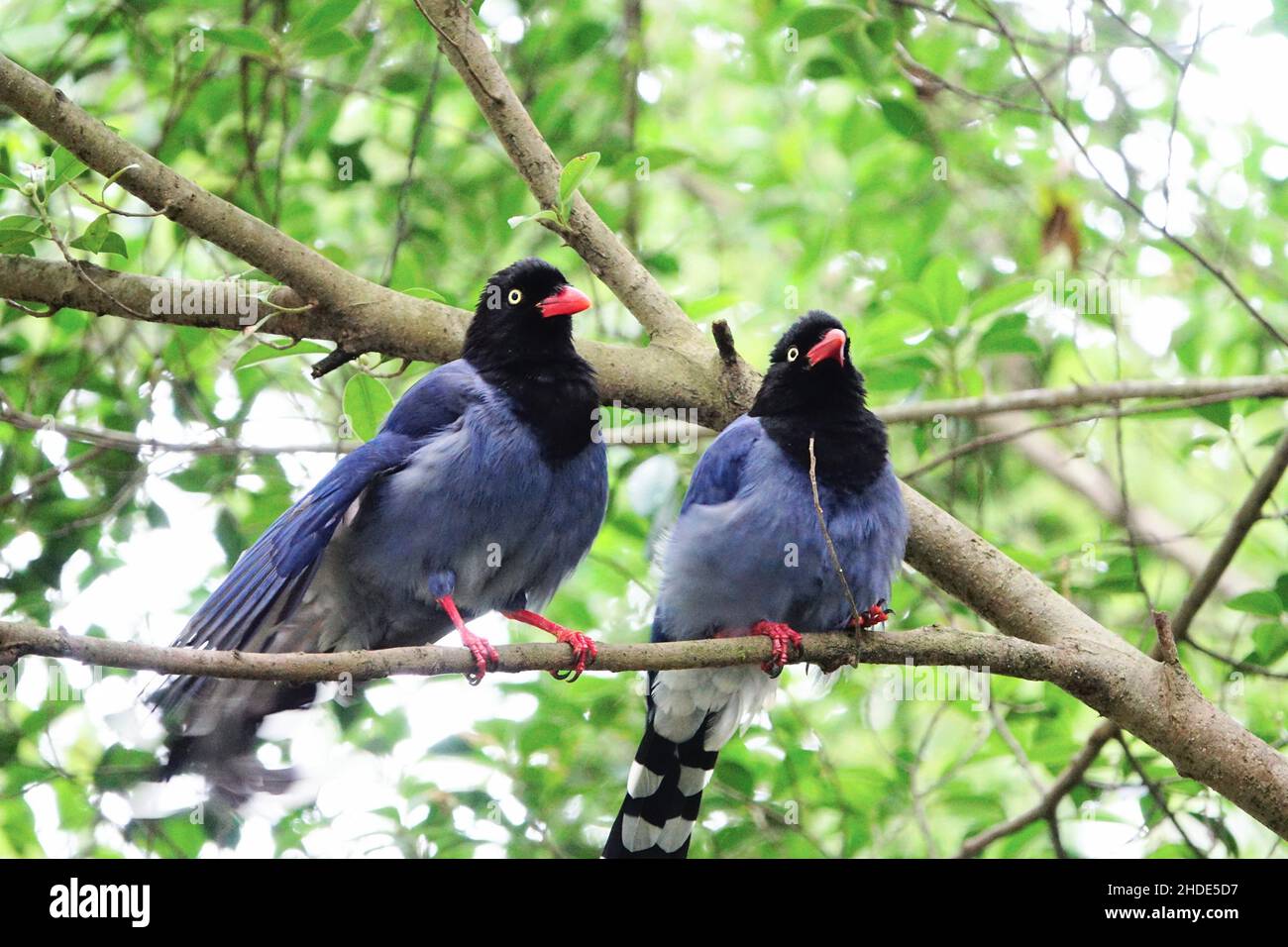 Taiwan Blue Magpie, an endemic species of Taiwan Stock Photo - Alamy
