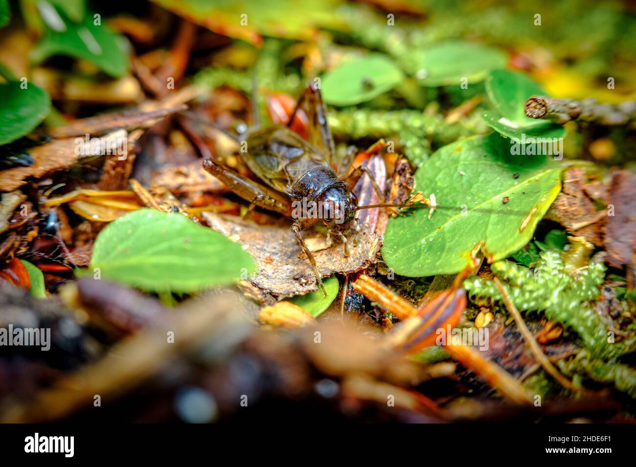 Macro closeup cricket in natural woodland habitat in NJ Stock Photo - Alamy