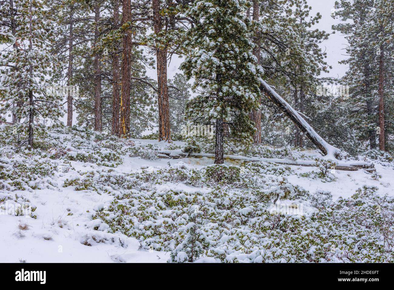 Image captured during a snow storm in Southern Utah. Snow falling and ...