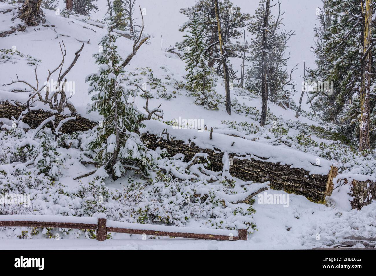 Image captured during a snow storm in Southern Utah. Snow falling and ...