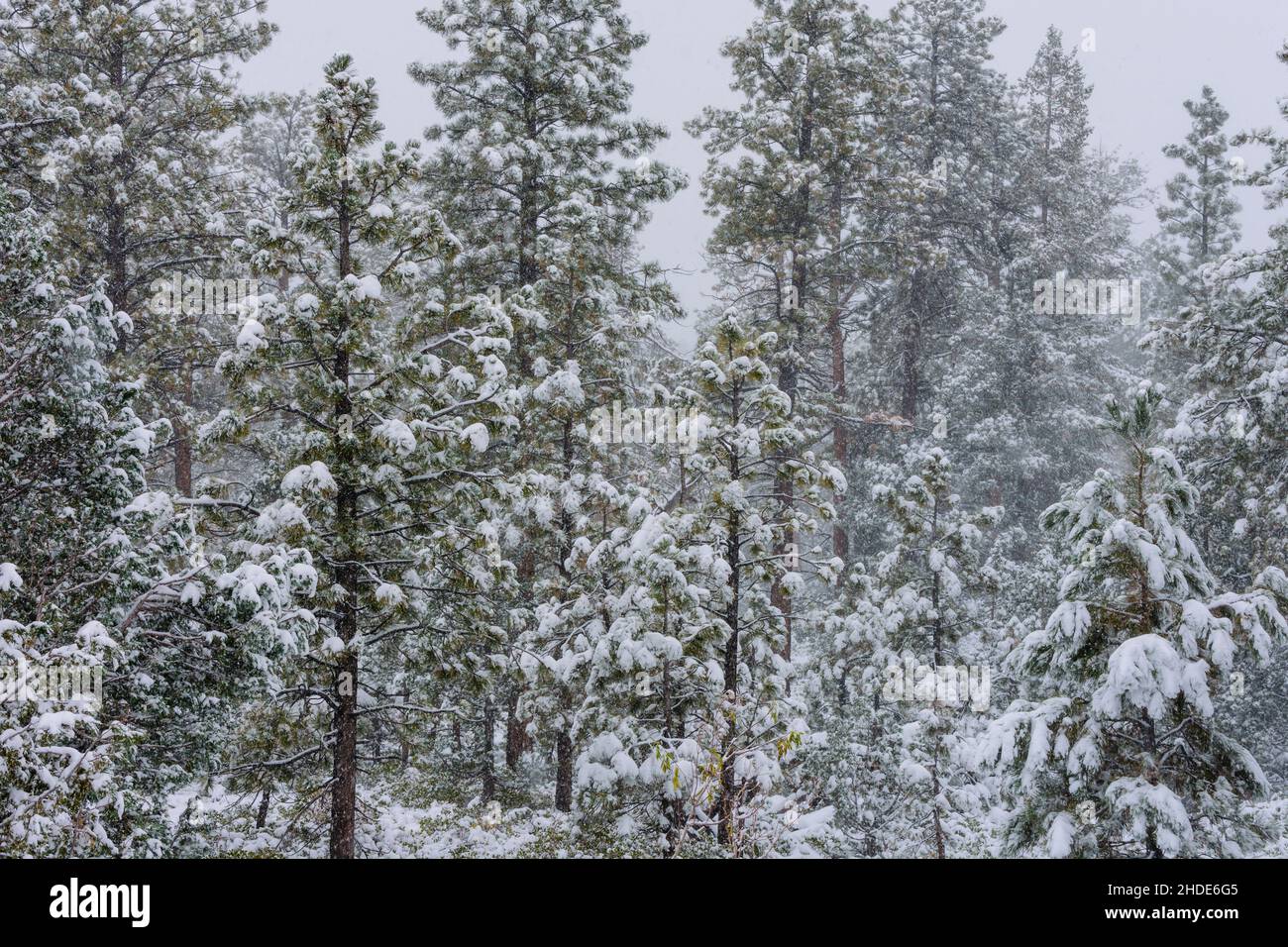 Image captured during a snow storm in Southern Utah. Snow falling and ...