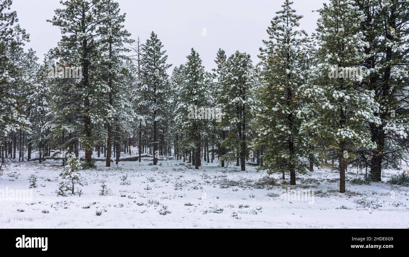 Image captured during a snow storm in Southern Utah. Snow falling and ...