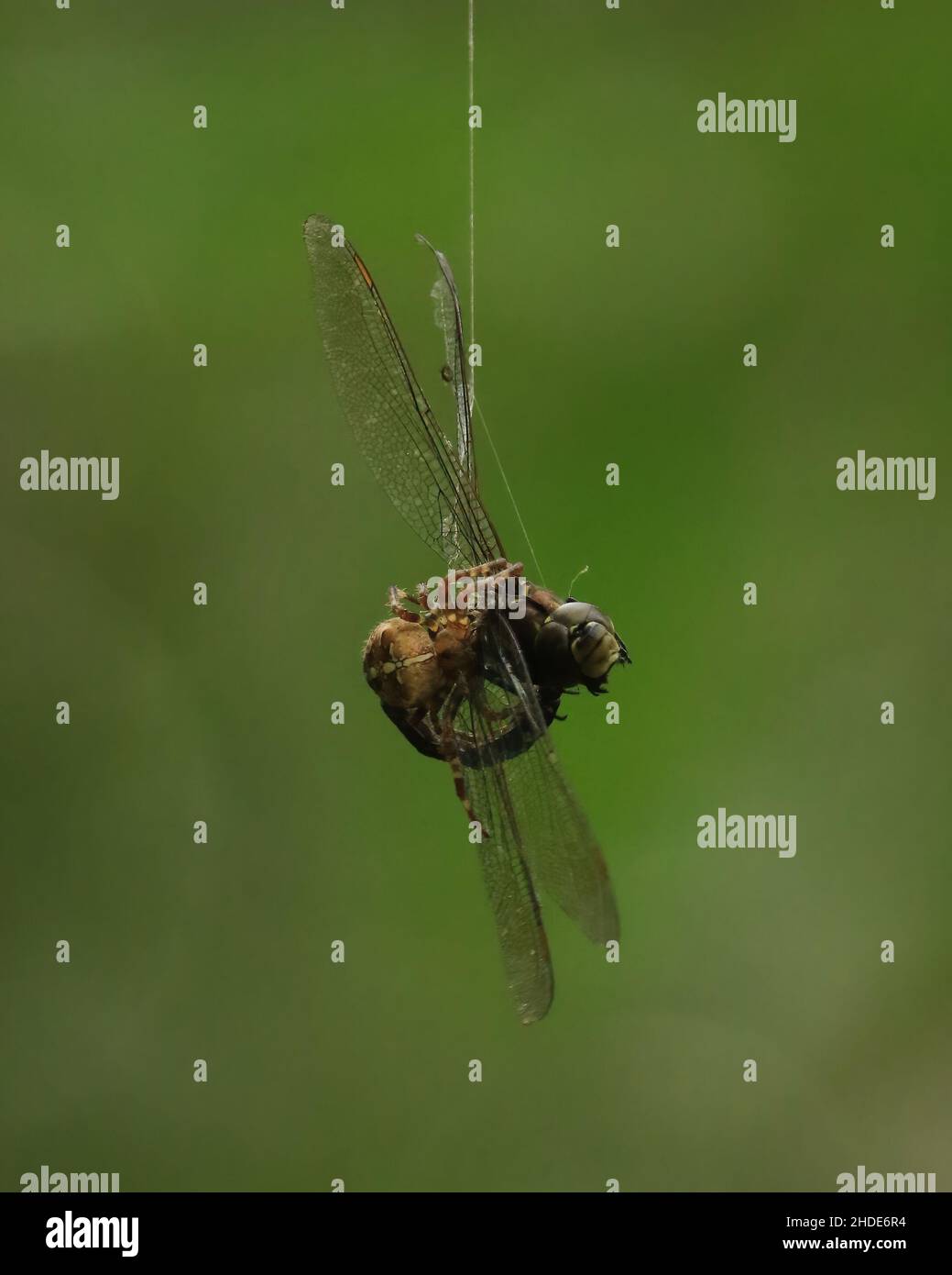 A close-up of a spider that caught a dragonfly in its web in Courtenay ...