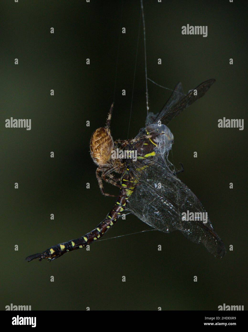 Dragonfly trapped in spider web hi-res stock photography and images - Alamy