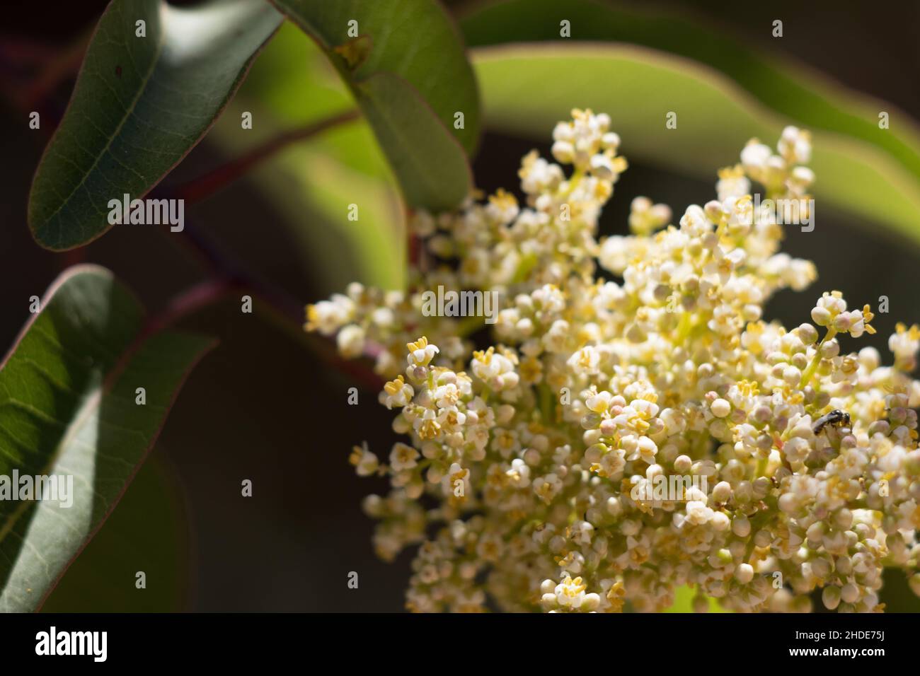 White flowering staminate racemose panicle of Resting Sumac, Malosma ...
