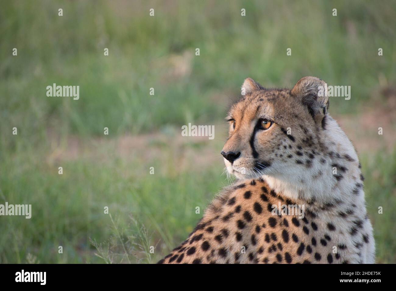 Cheetah eyes hi-res stock photography and images - Alamy