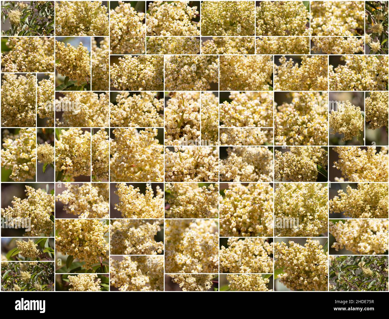 White flowering staminate racemose panicle of Resting Sumac, Malosma ...