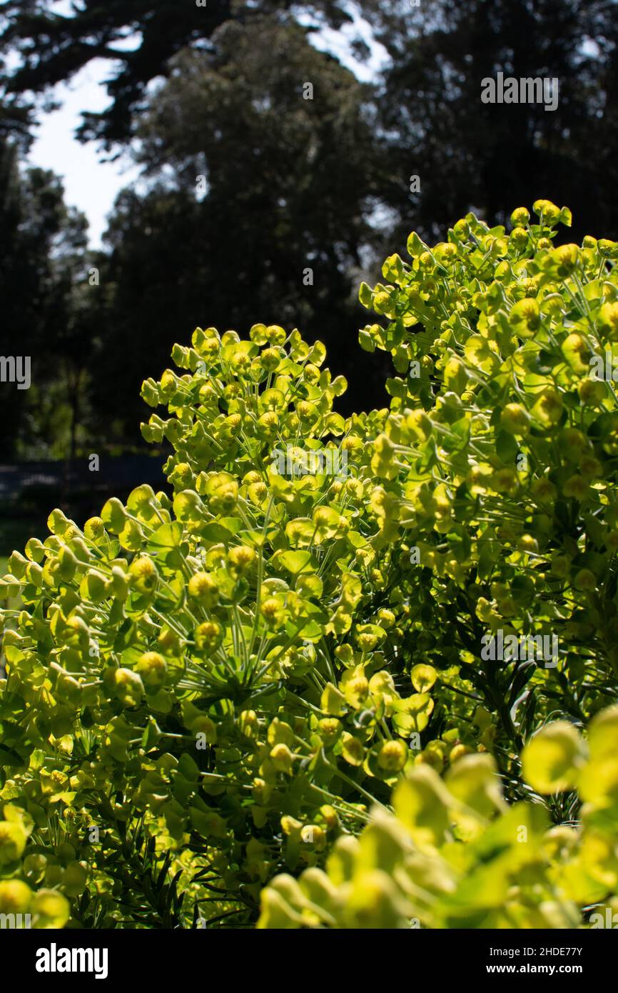 Cool flowers hi-res stock photography and images - Alamy