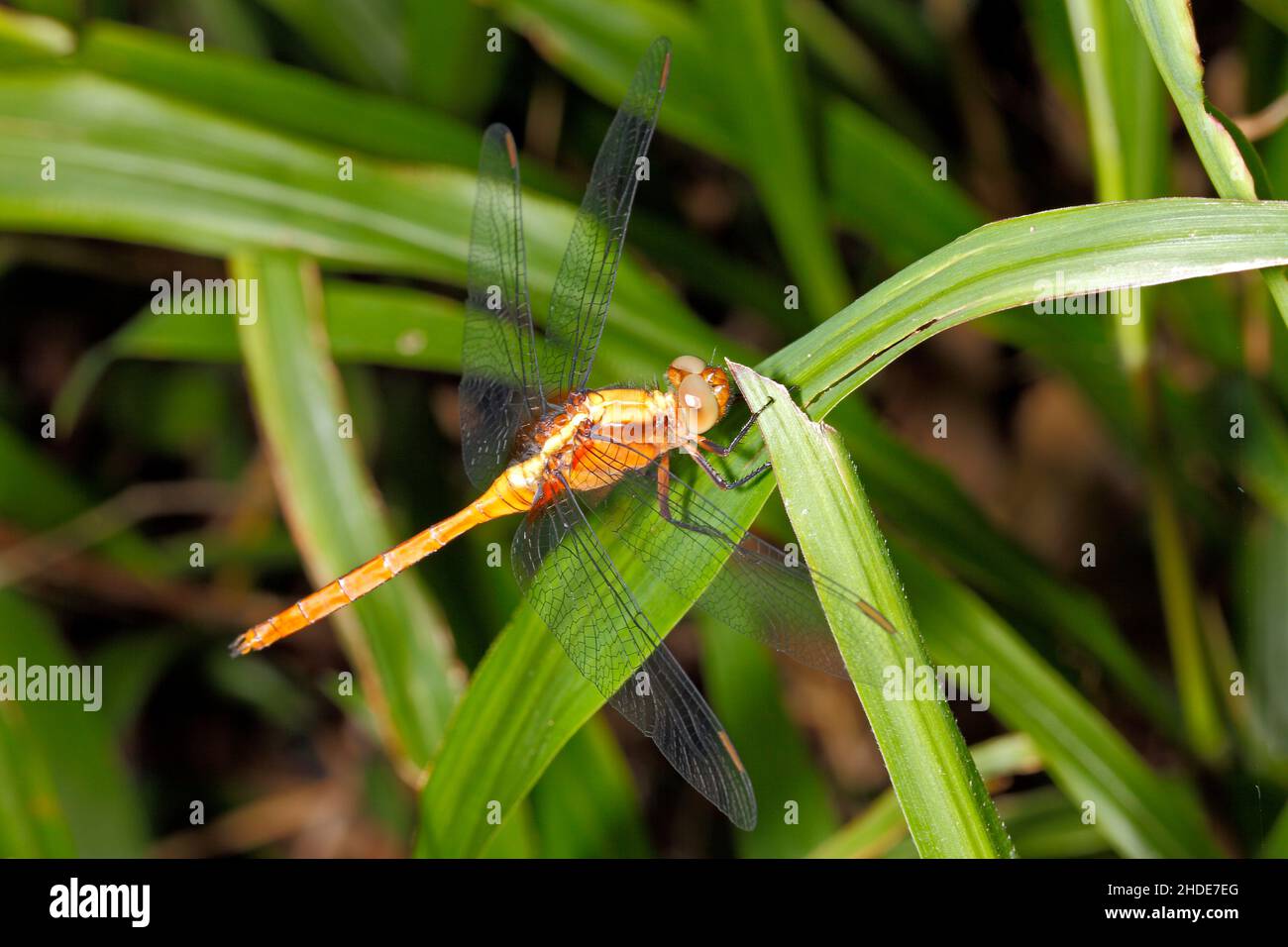 Female skimmer hi-res stock photography and images - Alamy