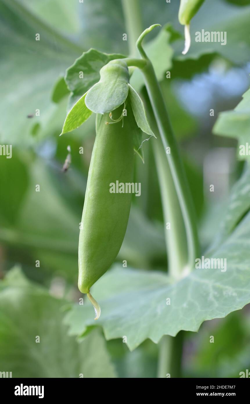 Common pea Pisum sativum garden pea Stock Photo - Alamy