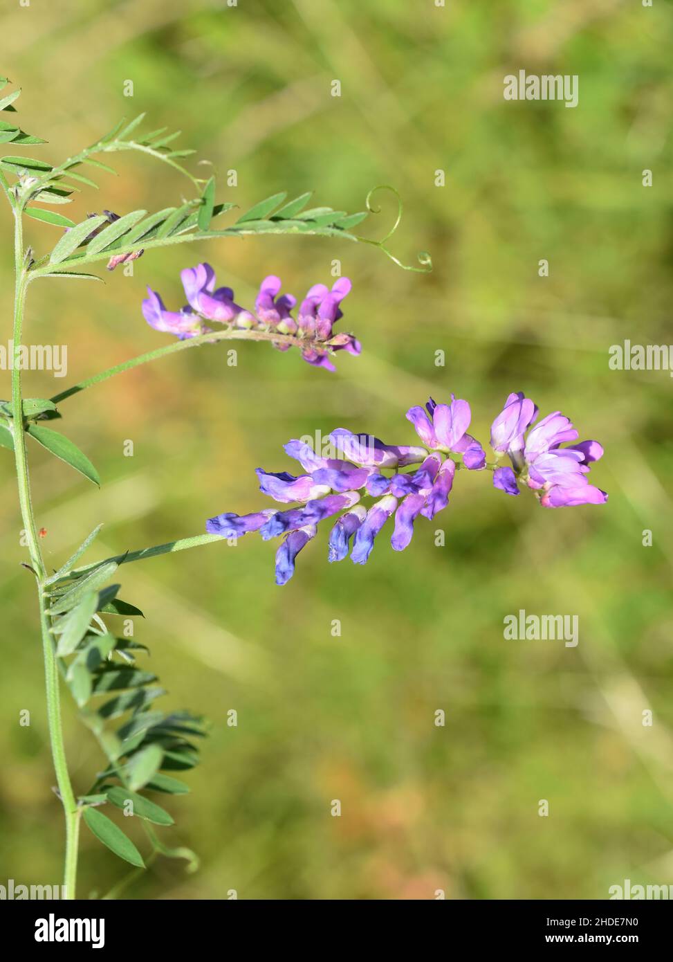The purple flower on a wild Vicia cracca cow vetch plant Stock Photo ...