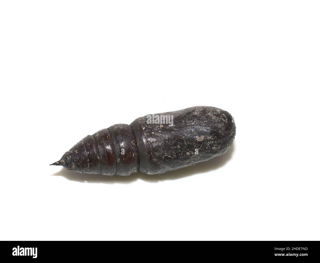 Dark brown moth pupa isolated on white background Stock Photo - Alamy