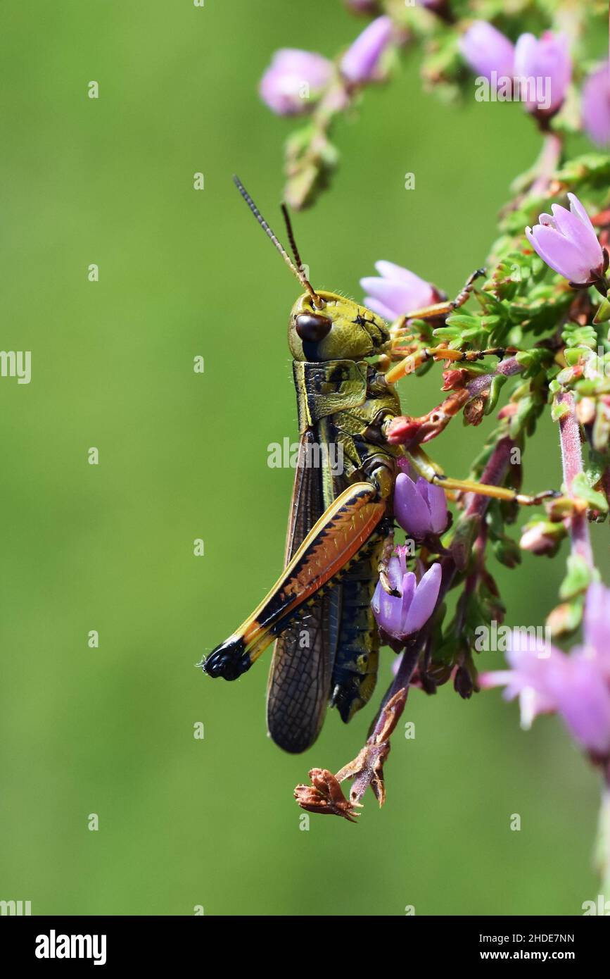 The large swamp grasshopper Stethophyma grossum on green background ...
