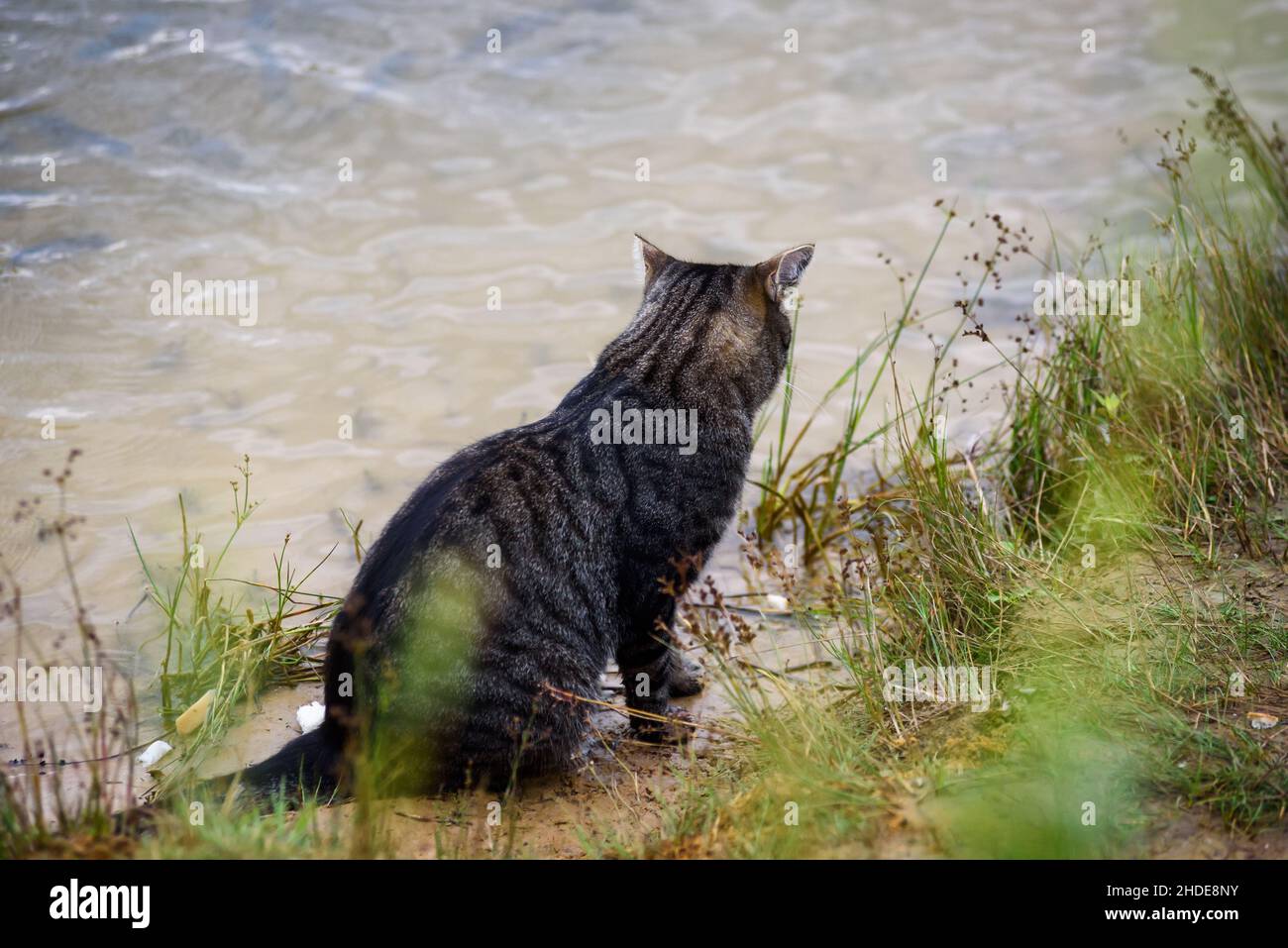 Selective focus photo. Cat at coast near pond Stock Photo - Alamy