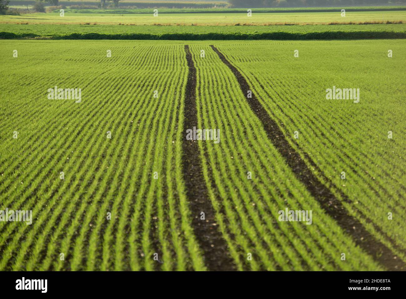 Autumn in Deister ,Germany Stock Photo - Alamy