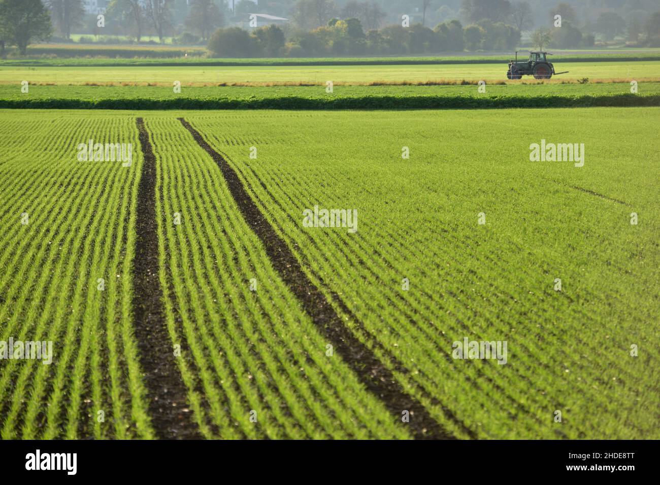 Autumn in Deister ,Germany Stock Photo - Alamy