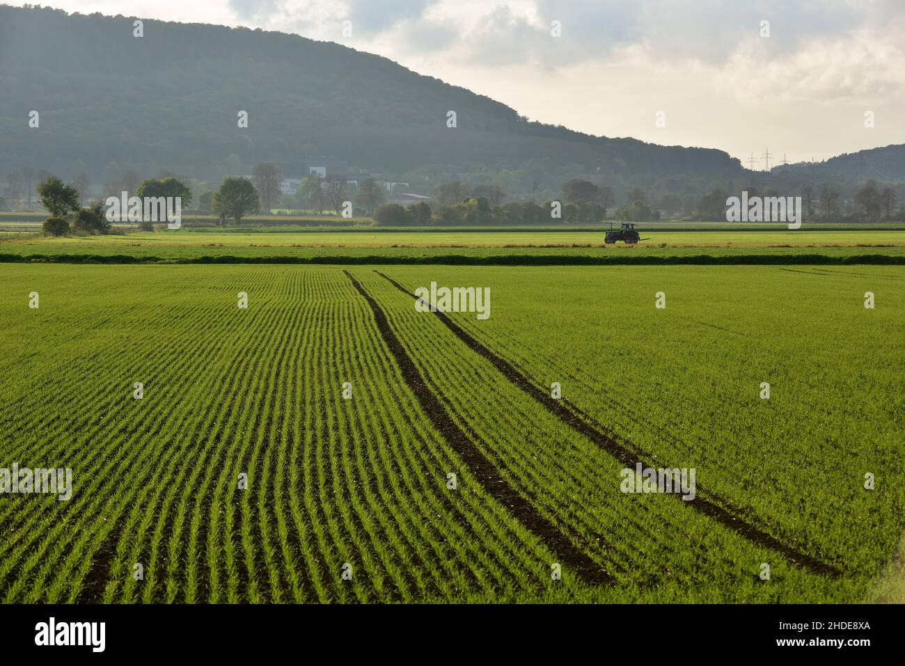 Autumn in Deister ,Germany Stock Photo - Alamy