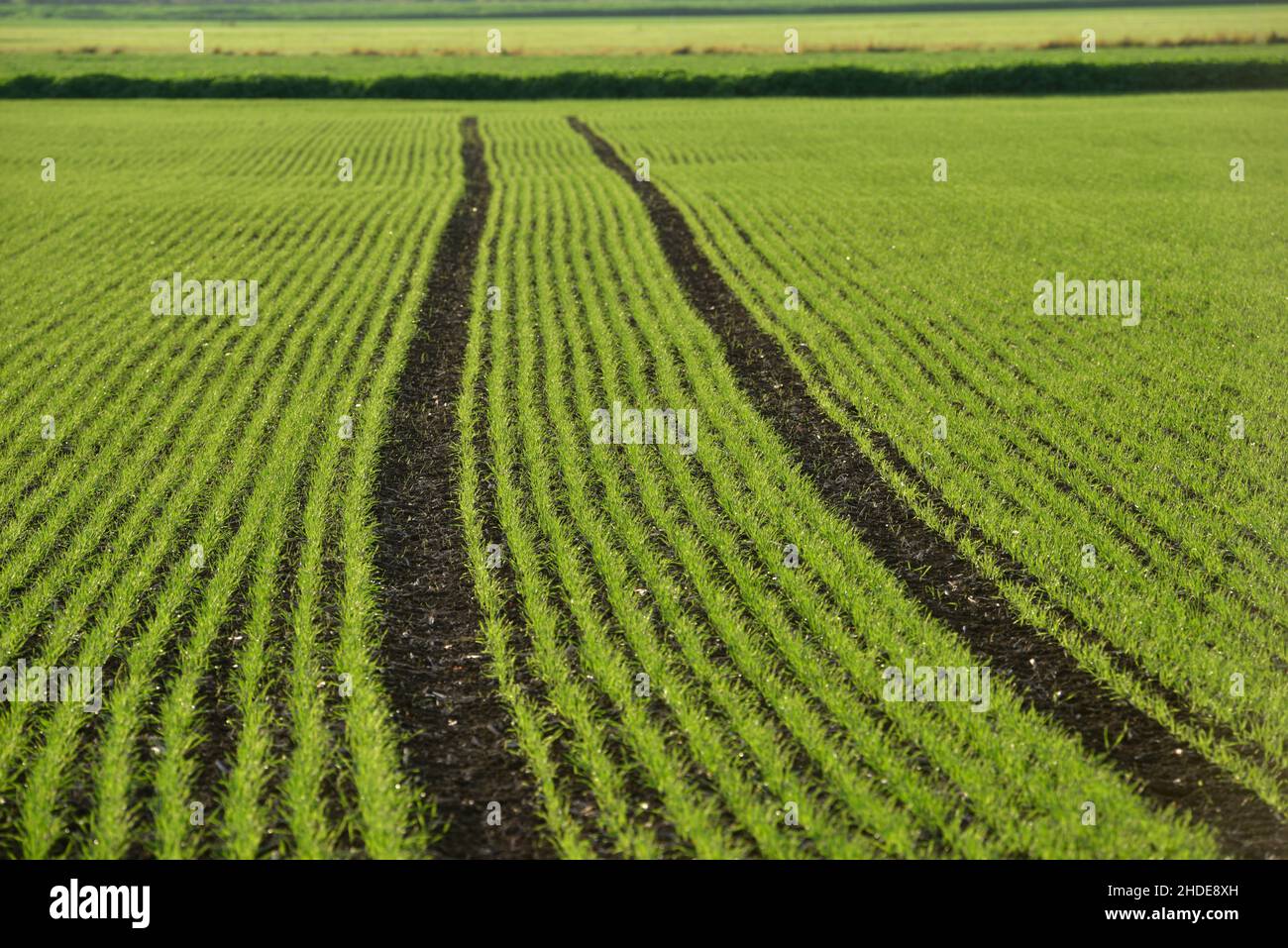 Autumn in Deister ,Germany Stock Photo - Alamy