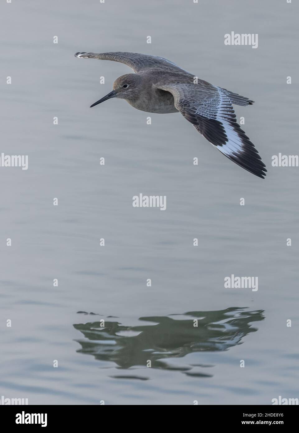Willet tringa semipalmata flying hi-res stock photography and images ...