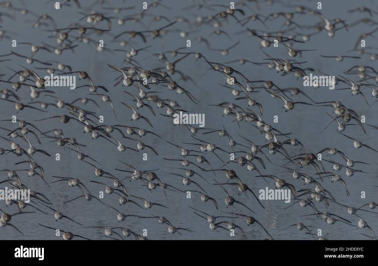 Mixed wader flock of Dunlin and Western sandpiper, in flight in winter ...