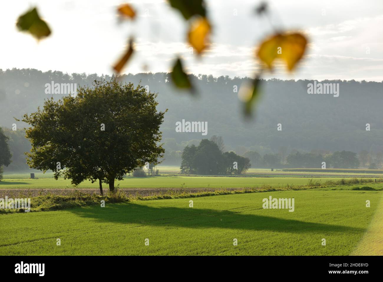 Autumn in Deister ,Germany Stock Photo - Alamy