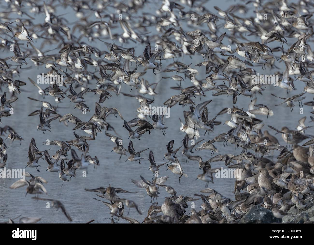 Mixed wader flock of Dunlin and Western sandpiper, in flight in winter ...