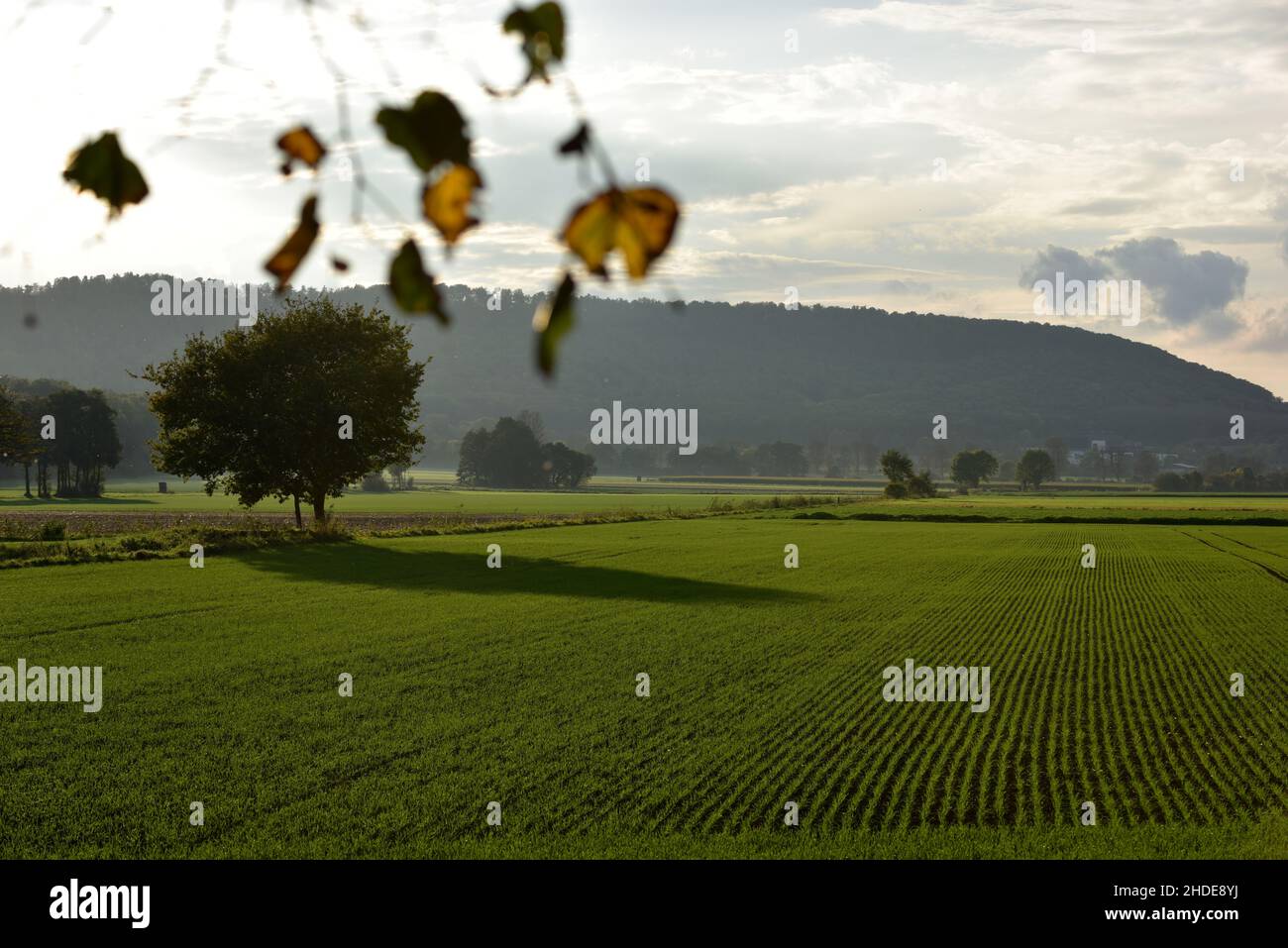 Autumn in Deister ,Germany Stock Photo - Alamy