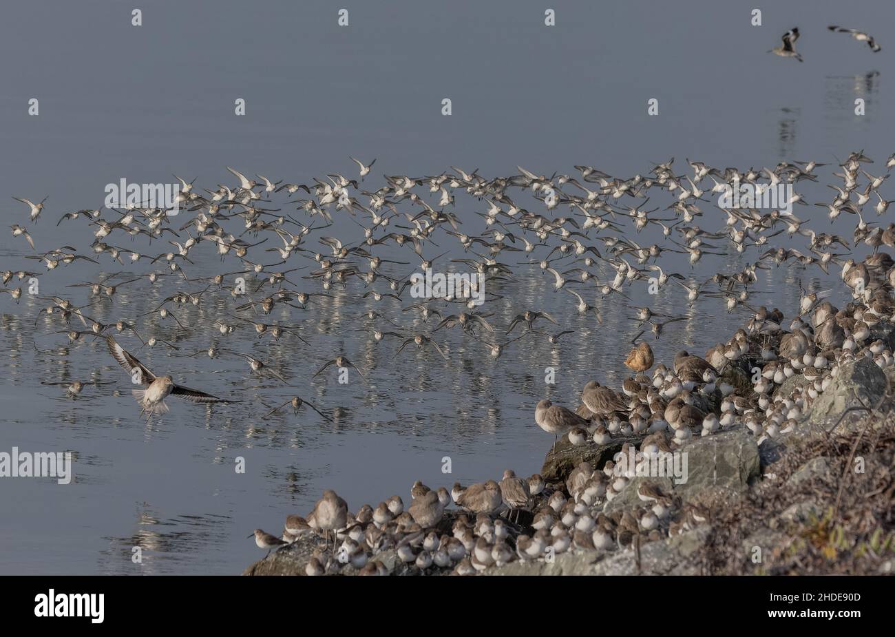 Mixed wader flock of Dunlin and Western sandpiper, in flight in winter ...